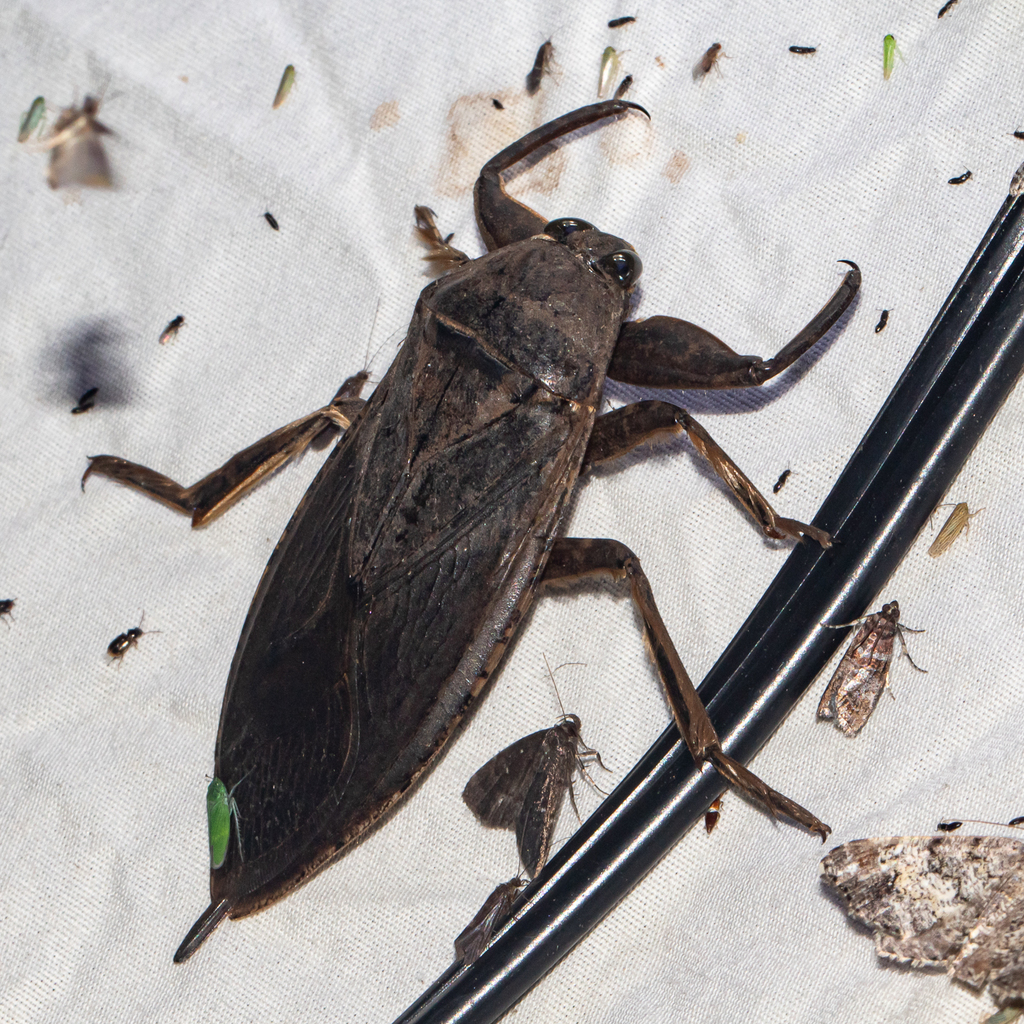 American Giant Water Bug from Anne Arundel County, MD, USA on September ...
