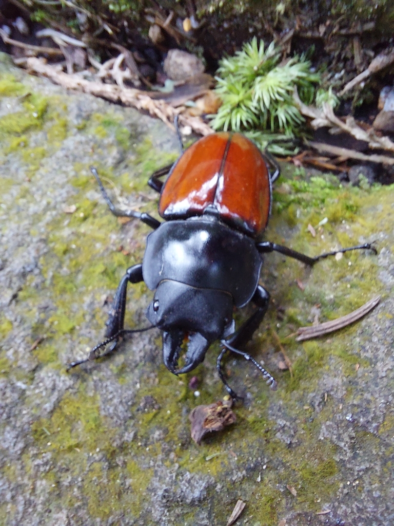 Neolucanus swinhoei from 夢幻湖 on September 10, 2023 at 02:46 PM by ...