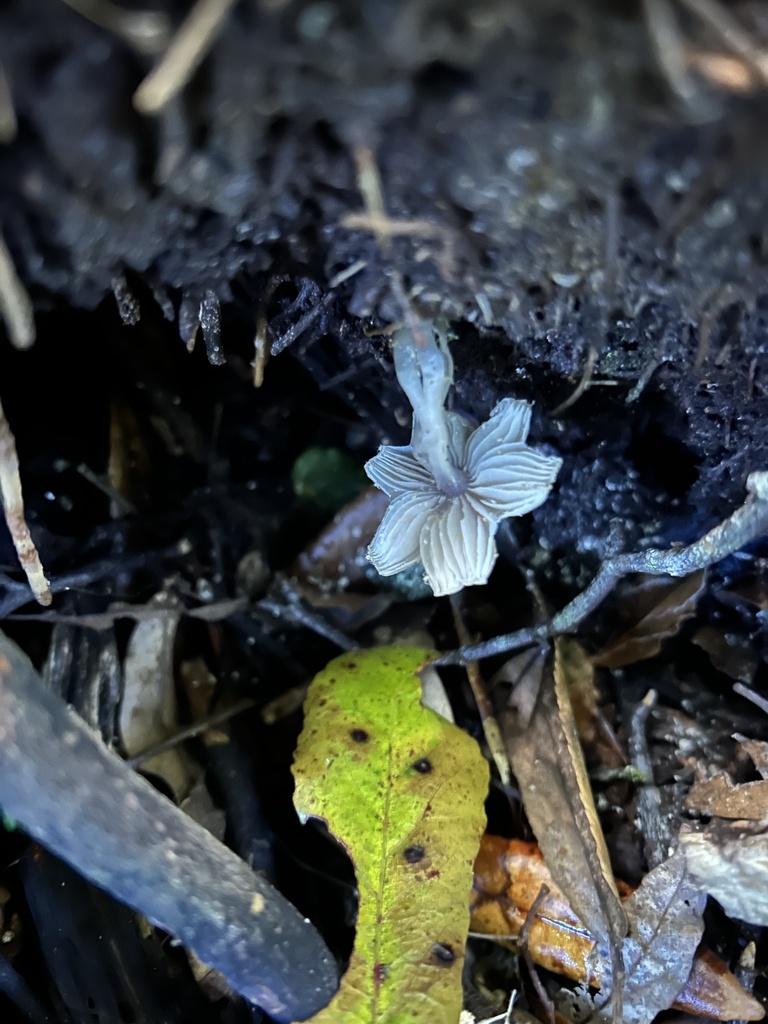 Something from Te Ika-a-Māui/North Island, Raupunga, Hawke's Bay, NZ on ...