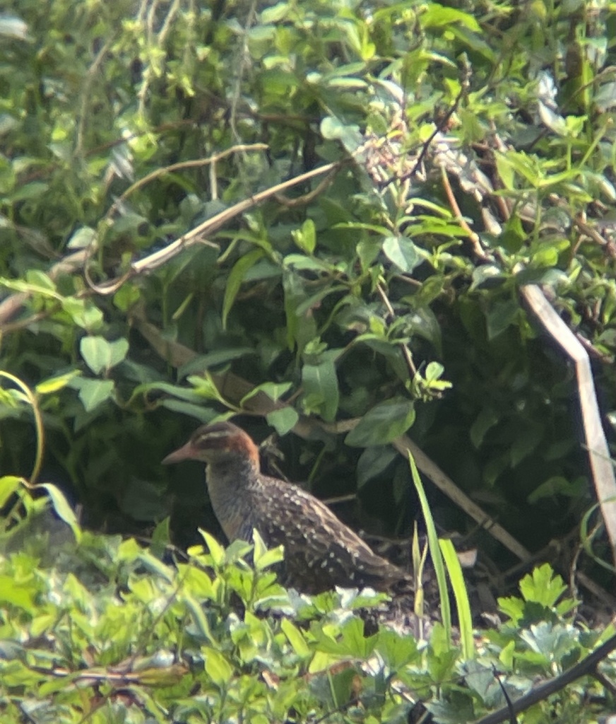 Buff-banded Rail in September 2023 by Andrea Dunkley. Pair · iNaturalist