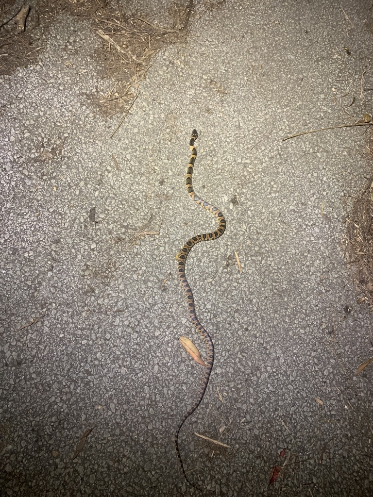 Loo-Choo Big-tooth Snake in September 2023 by R. Reed McClure · iNaturalist