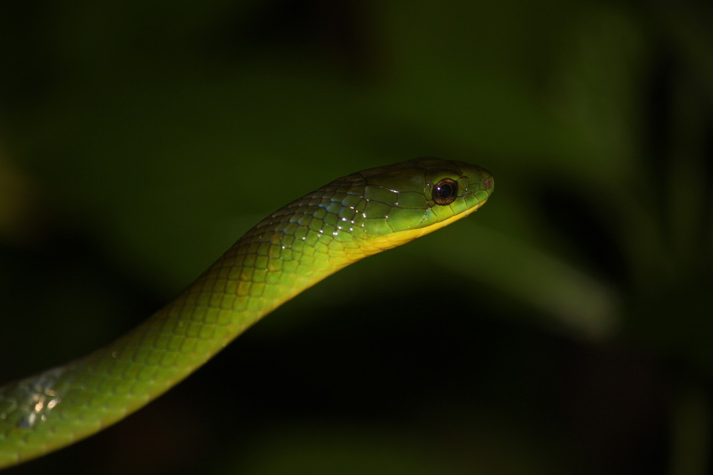 Chinese Green Snake from 台灣高雄市 on July 27, 2018 at 10:02 PM by ihenglan ...