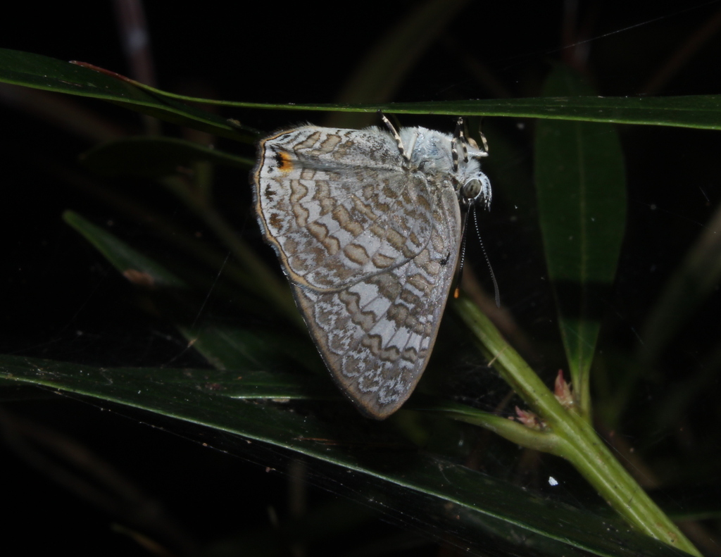 Common Gem from Thác Tà Puồng, Hướng Việt, Hướng Hóa, Quảng Trị ...
