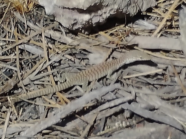 Freckled Monitor in September 2023 by Jack Hawkins · iNaturalist