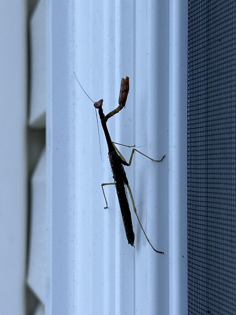 Carolina Mantis from Thornbrook Rd, Ellicott City, MD, US on September ...