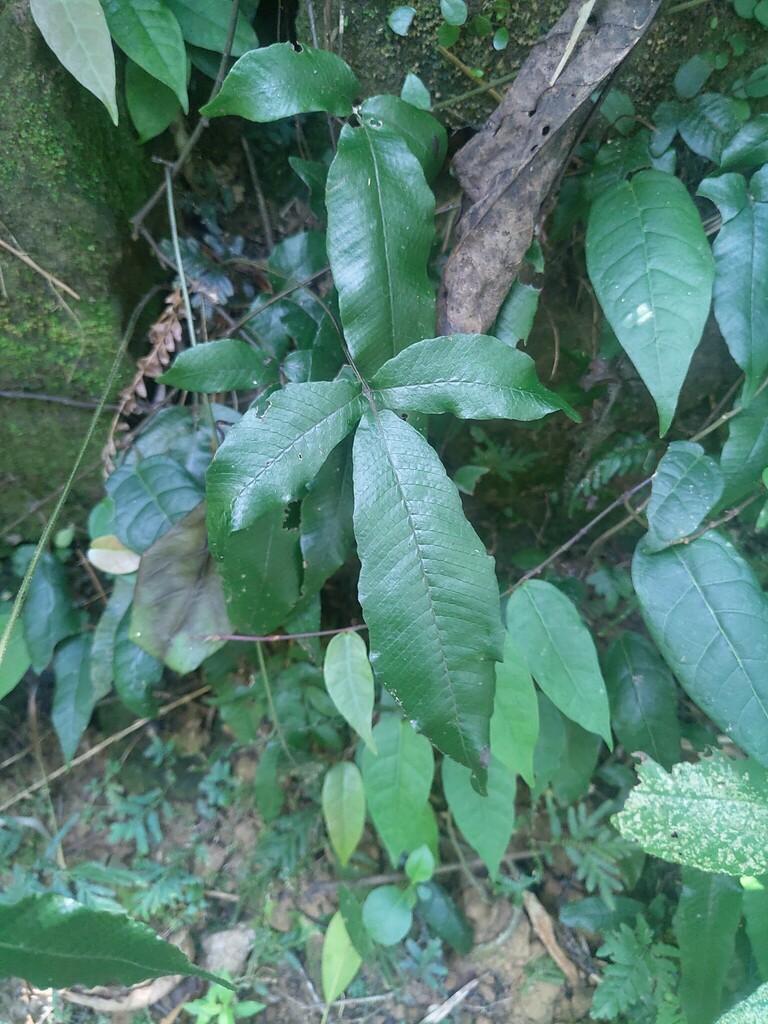 Grypothrix triphylla from 台灣台北 on September 11, 2023 at 11:39 AM by ...