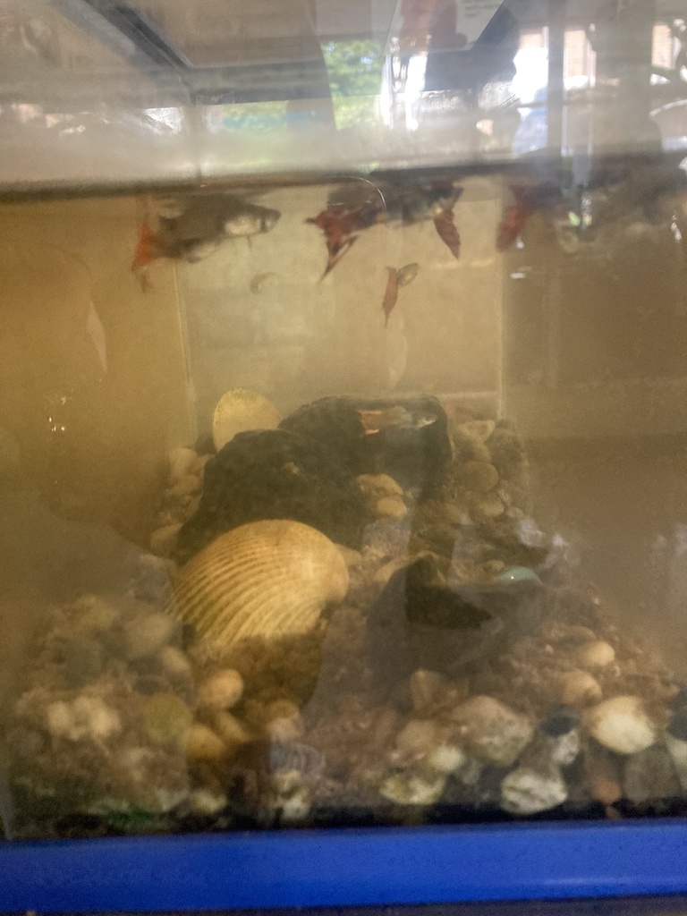 Guppy from Ateneo de Manila University, Quezon City, Metro Manila, PH ...
