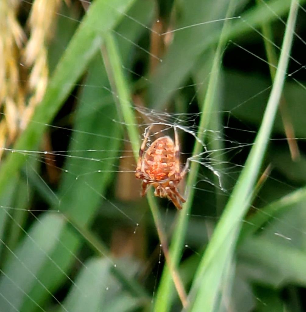 Arabesque Orbweaver from Kent, OH, USA on September 11, 2023 at 08:47 ...