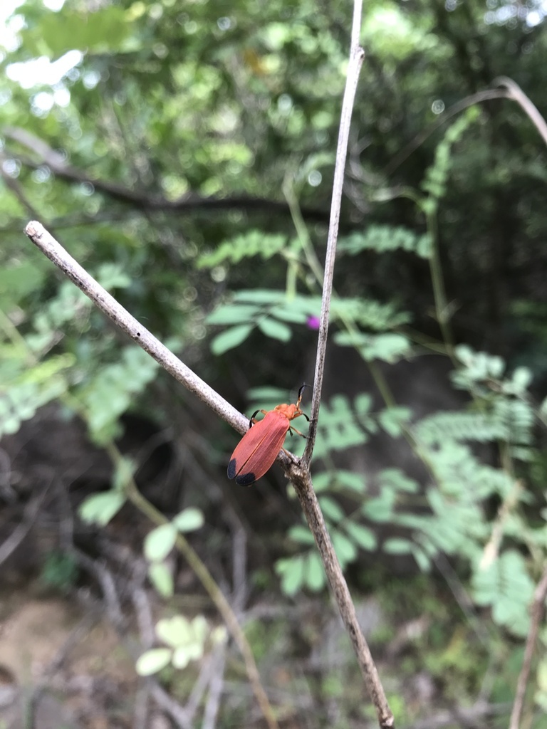 Lycostomus analis from SH 215, Tiruvannamalai, TN, IN on September 11 ...