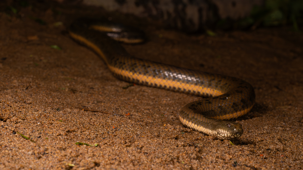 Chinese Water Snake in August 2023 by 厲力言 · iNaturalist