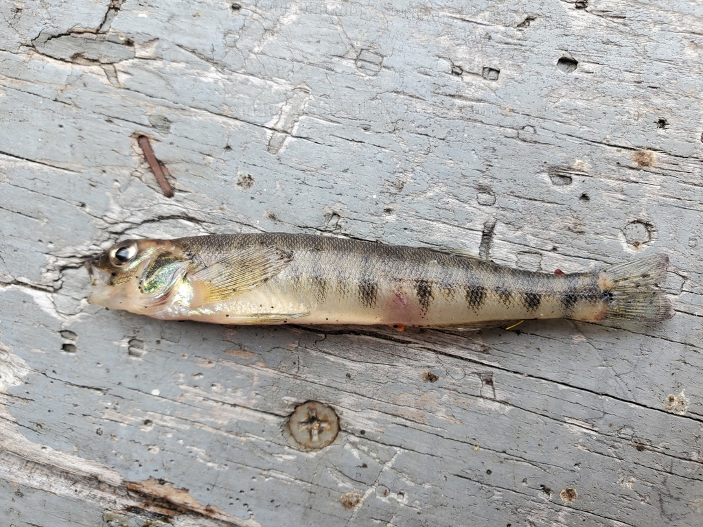 Common Logperch from Guy St. & Montreal Rd., Cornwall, ON K6H 1C5 ...