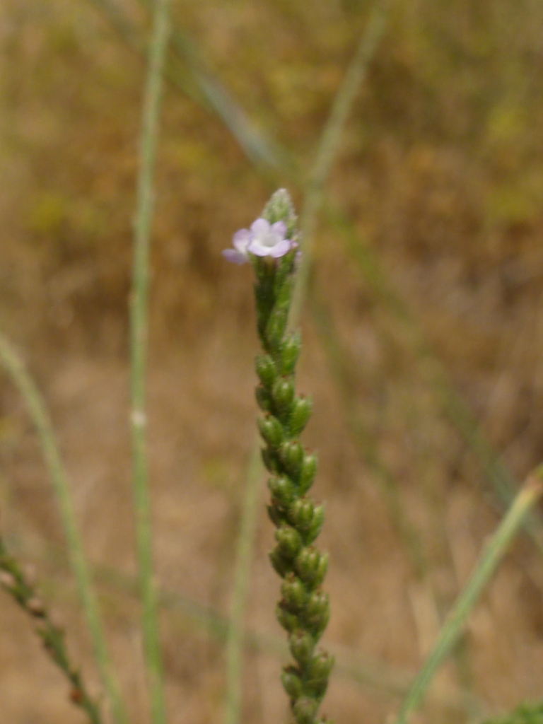 Common vervain in September 2012 by wojtest · iNaturalist