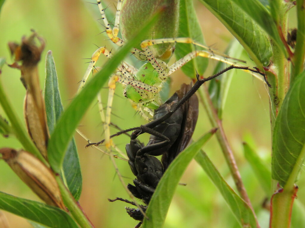 Tawny-horned Spider Wasp from Lincoln County, US-MS, US on September 8 ...