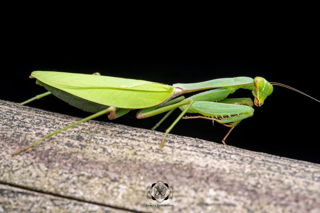 Hierodula chinensis from 中国江苏省镇江市句容市 on September 11, 2023 at 11:30 AM ...