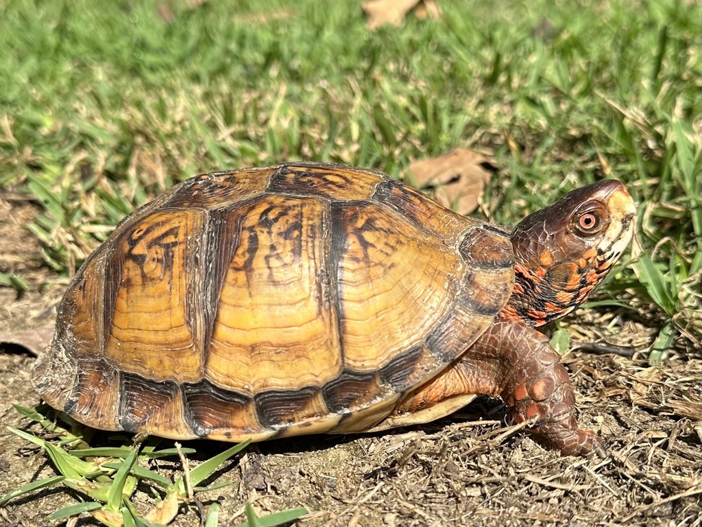 Three-toed Box Turtle in September 2023 by Del Parrish · iNaturalist