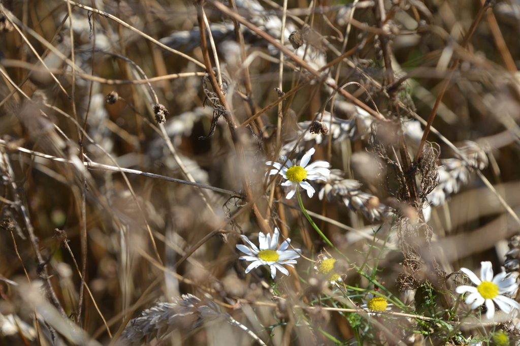 scentless mayweed from Irlam, Manchester, UK on September 5, 2023 at 12 ...