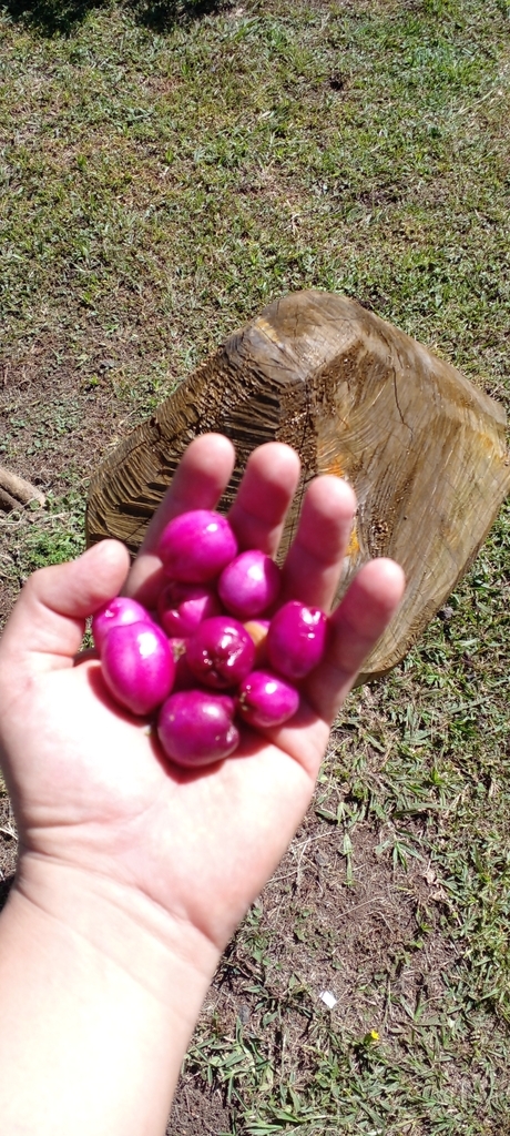Brush Cherry from VX9W+JG4, Lajas, San José, Desamparados, Costa Rica ...