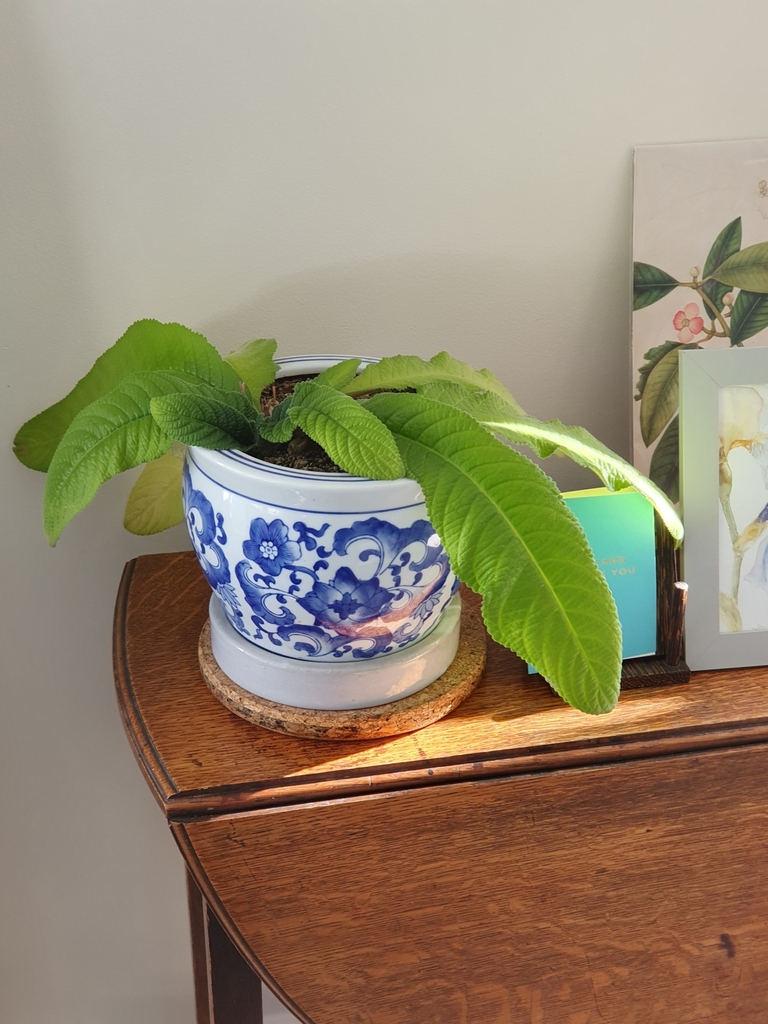 African Primrose from Eastbourne, Lower Hutt 5013, New Zealand on July ...
