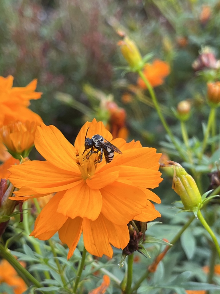 Longhorn-cuckoo bees from University of Delaware, Newark, DE, US on ...