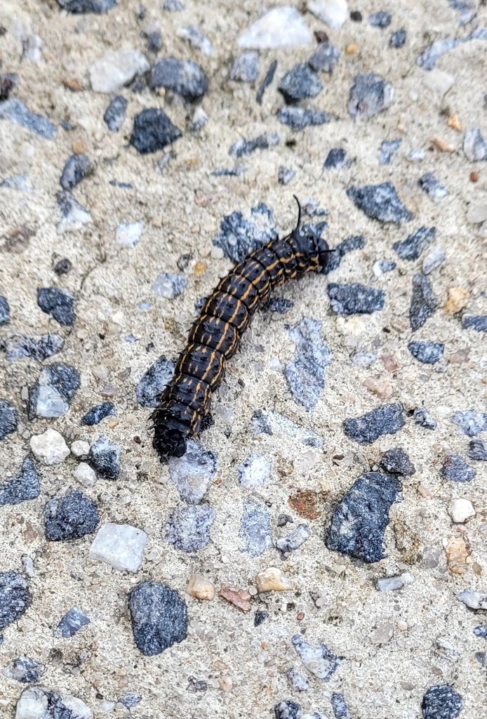 Yellow-striped Oakworm Moth from Hickory, NC, USA on September 11, 2023 ...