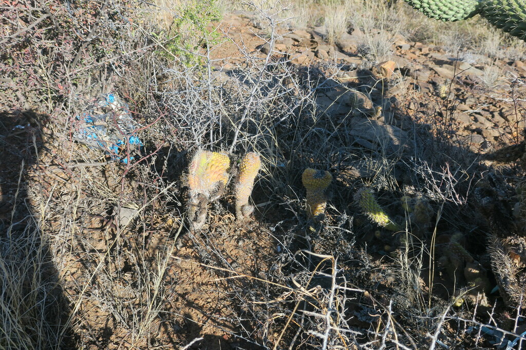 Boxing Glove Cactus from Church street on August 29, 2023 at 03:53 PM ...