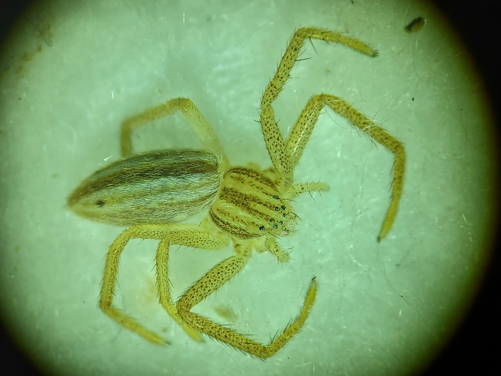 Slender Crab Spiders from 36500 Vendœuvres, France on September 11 ...