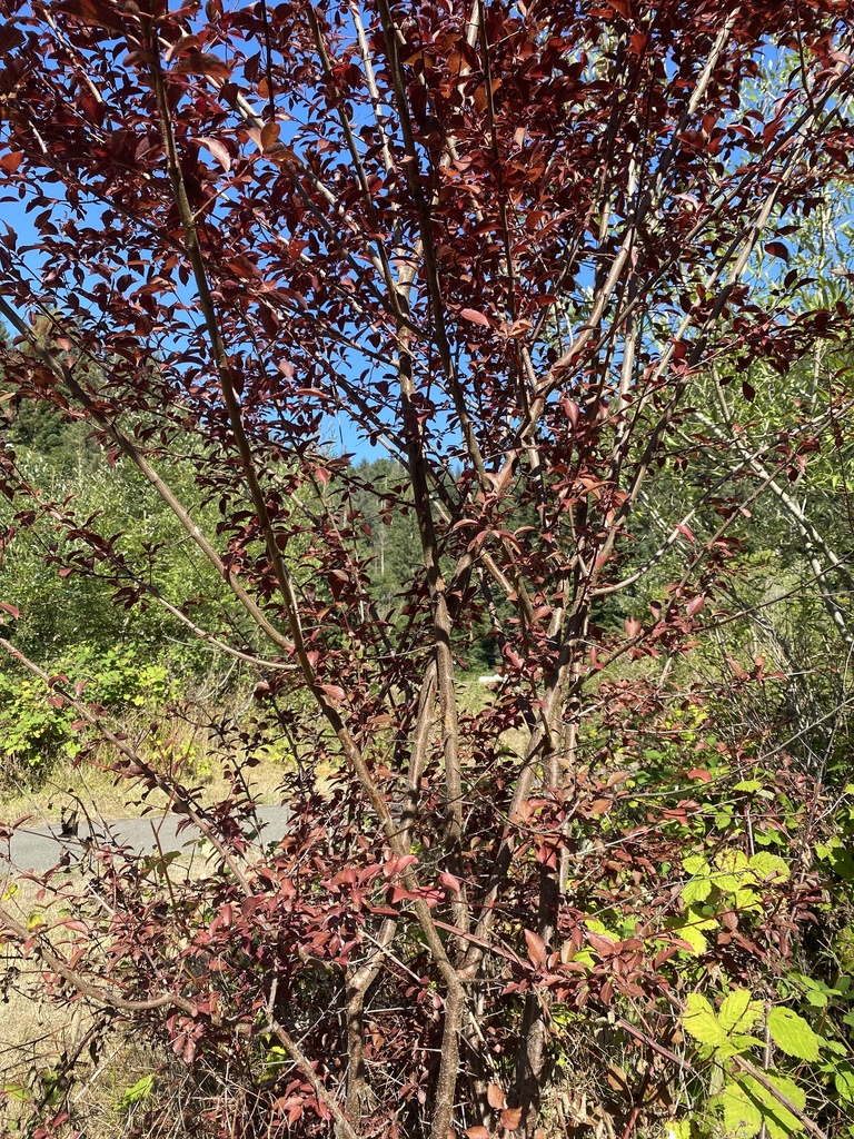 Purple-leaved Plum from Redwood National Park, Humboldt County, US-CA ...