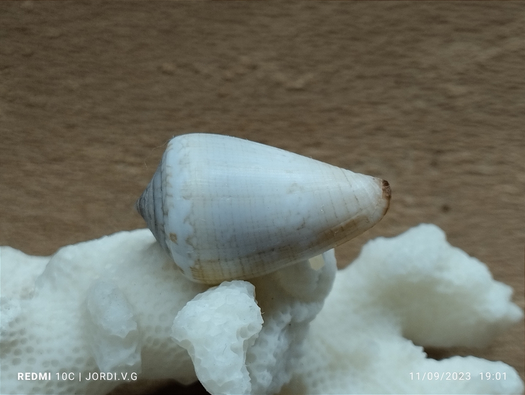 Cone Snails from Boavista, Cabo Verde on June 9, 2022 by JORDINATURA ...