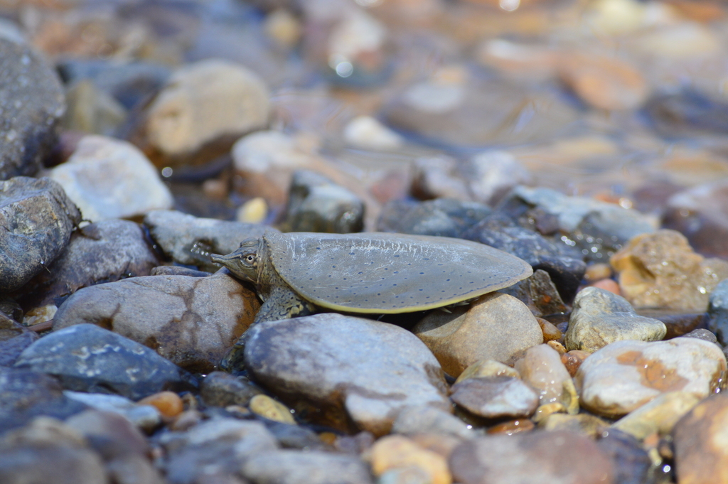 Spiny Softshell (Herps of Overton Park) · iNaturalist