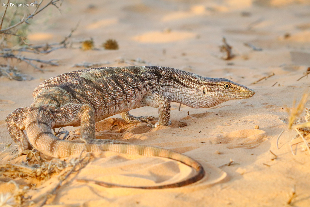 Grey Monitor in September 2023 by avid607 · iNaturalist