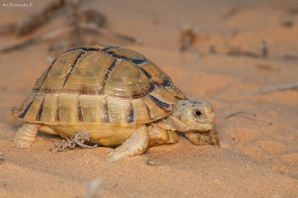 Egyptian Tortoise in September 2023 by avid607 · iNaturalist
