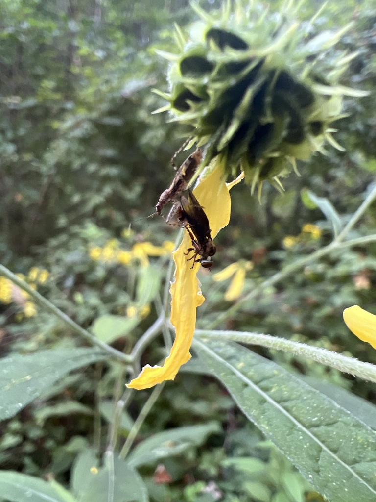 Gnat Ogres from Ault Park, Cincinnati, OH, US on September 11, 2023 at ...