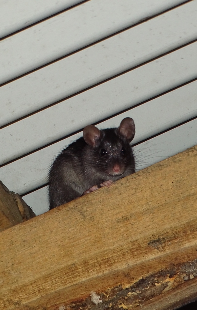 Black Rat from Tikence/Espiye/Giresun, Türkiye on September 10, 2023 at ...