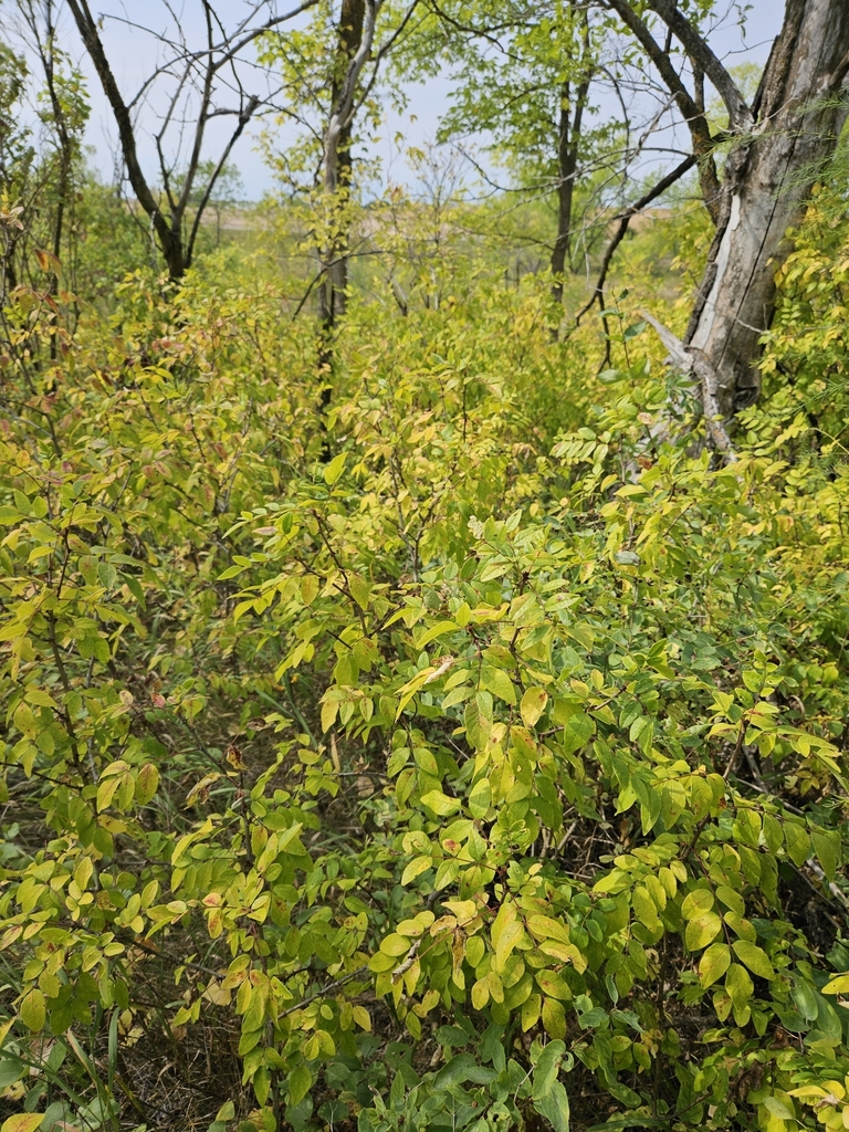 prickly ash from Goose Prairie Township, MN, USA on September 11, 2023 ...