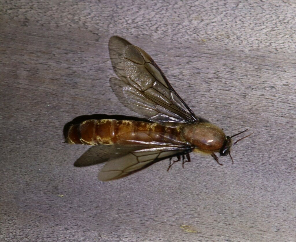 Red Driver Ant from Addo, South Africa on September 06, 2023 at 07:36 ...