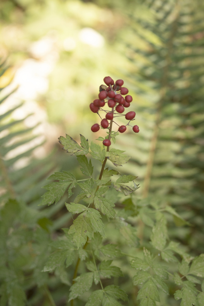 red baneberry from Washington County, OR, USA on August 26, 2023 at 05: ...