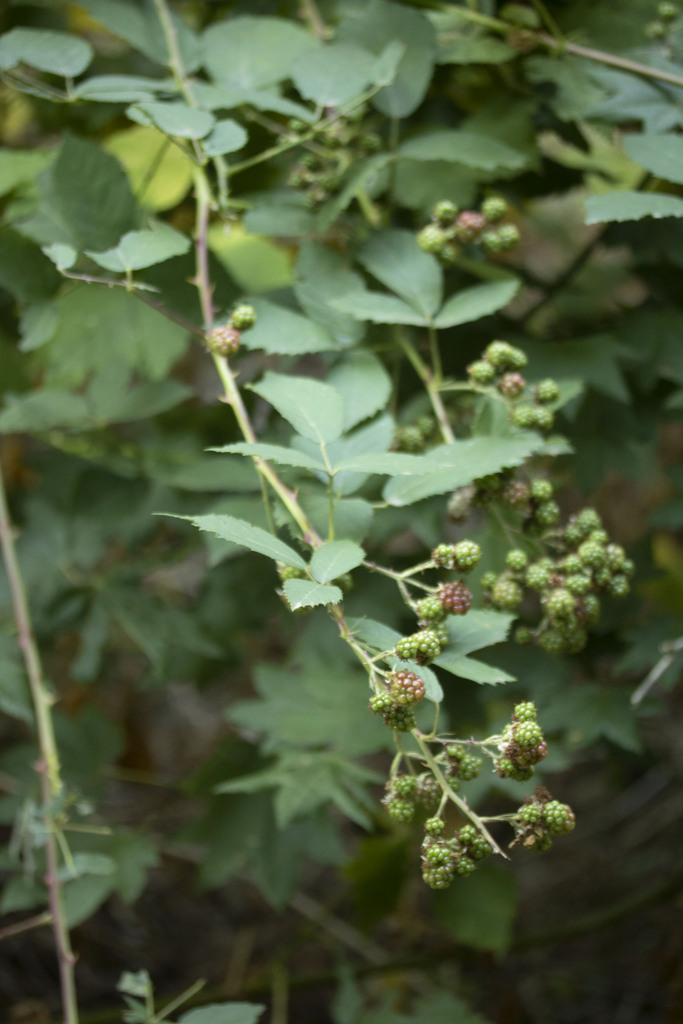 European blackberry complex from Washington County, OR, USA on August ...