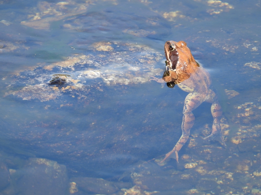 Galician Common Frog from 27665, Lugo, Espanha on September 10, 2023 at ...