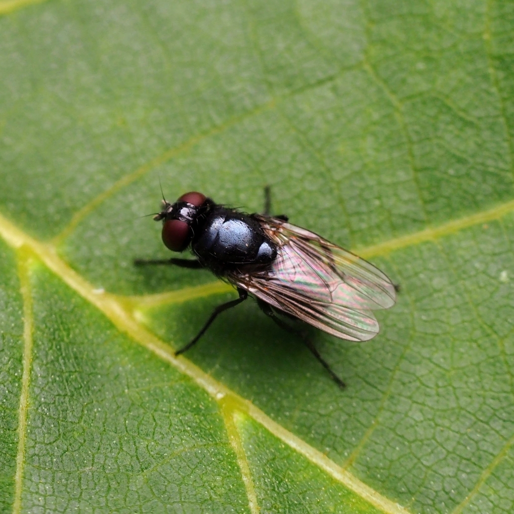 Black Dump Flies from Dobruchna on July 22, 2023 at 07:02 PM by Adrian Peplak · iNaturalist