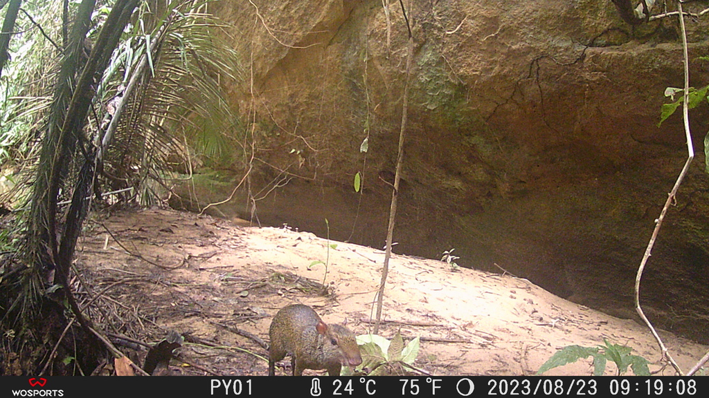 Guaqueque centroamericano desde San Vicente de Chucurí, Santander ...
