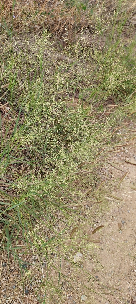 Lehmann's lovegrass from Oro Valley, AZ 85737, USA on September 8, 2023 ...