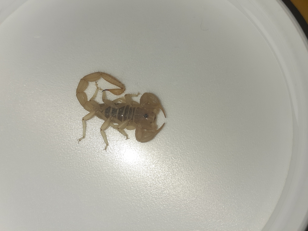 eastern sand scorpion from Pinesprings - Road Stop, Arizona 86506, USA ...