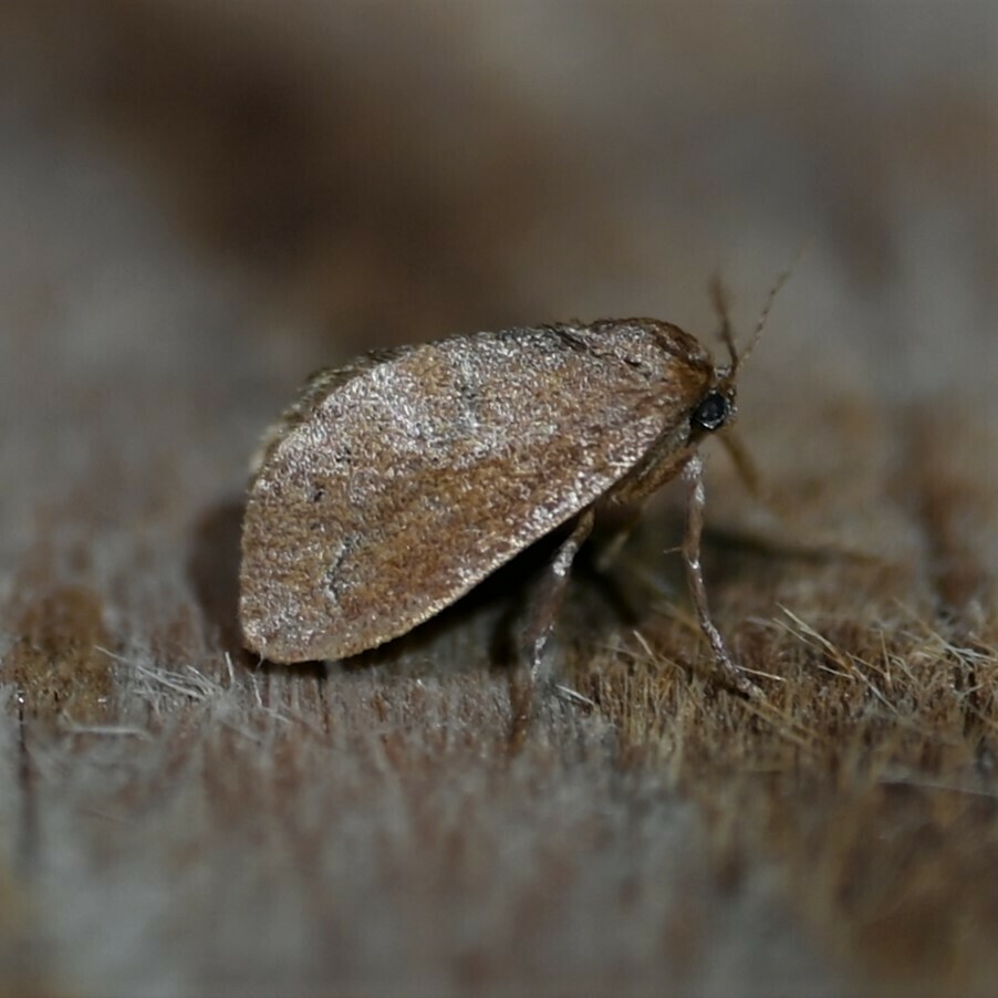 Purple-crested Slug Moth from 2800 S Bentsen Palm Dr, Mission, TX 78572 ...