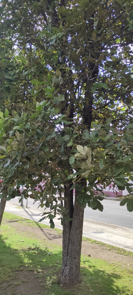 Encino quiebra hacha desde Santa Fe, Zedec Sta Fé, Ciudad de México ...