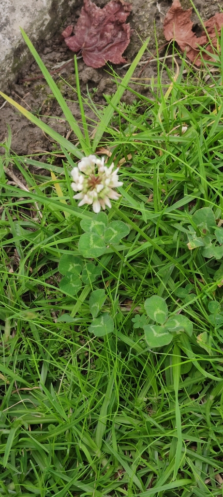 white clover from Santa Fe, Zedec Sta Fé, Ciudad de México, CDMX ...