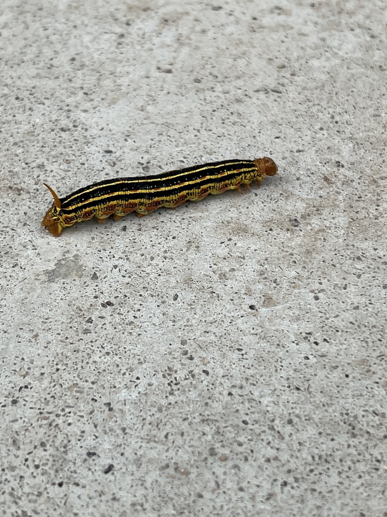 White-lined Sphinx from Red Rock Canyon National Conservation Area, Las ...