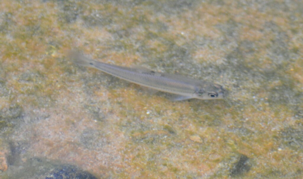 Bullhead Minnow from Balmoral, Memphis, TN, USA on September 10, 2023 ...