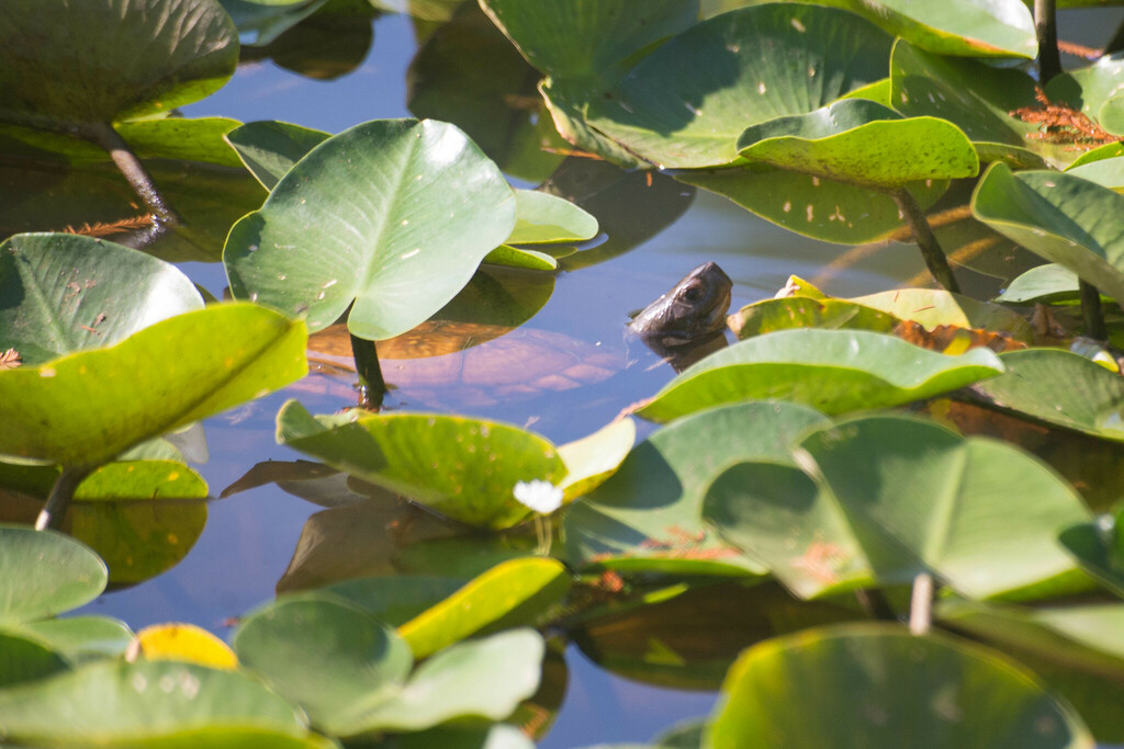 Three-toed Box Turtle in September 2023 by Jolie Nguyen · iNaturalist