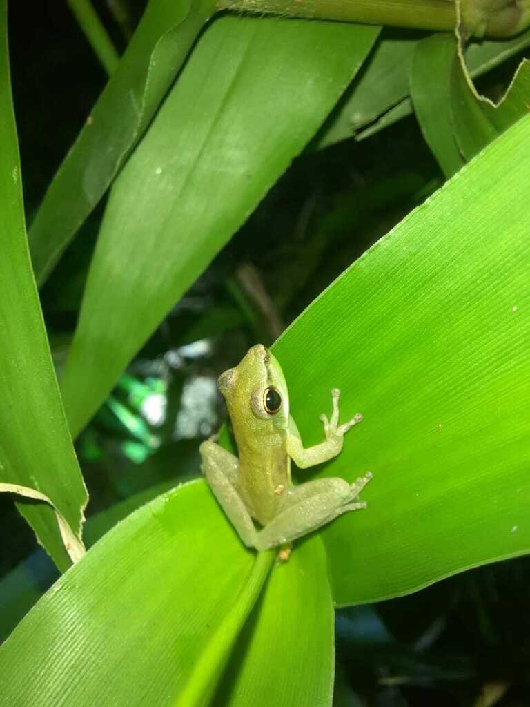 Maracaibo Basin Tree Frog from Maynas, Perú on September 8, 2023 at 06: ...