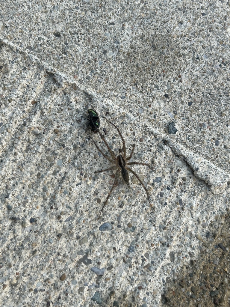Grass Spiders from Columbia Rd, Olmsted Falls, OH, US on September 11 ...